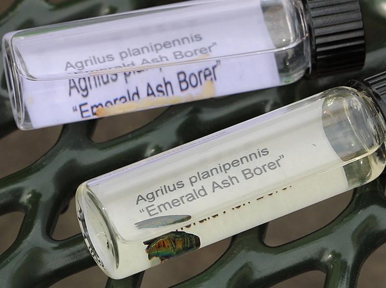 Hundreds of tree injections being used to target emerald ash borer ...