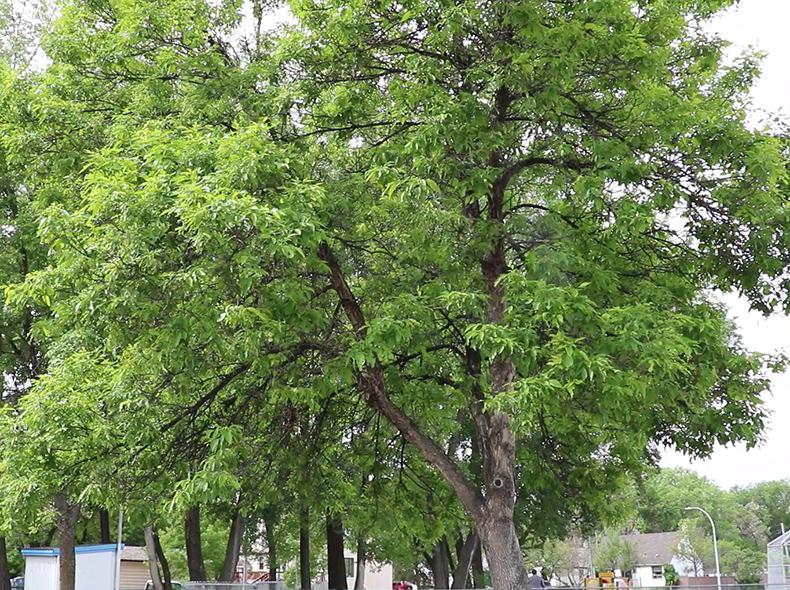 Hundreds of tree injections being used to target emerald ash borer ...