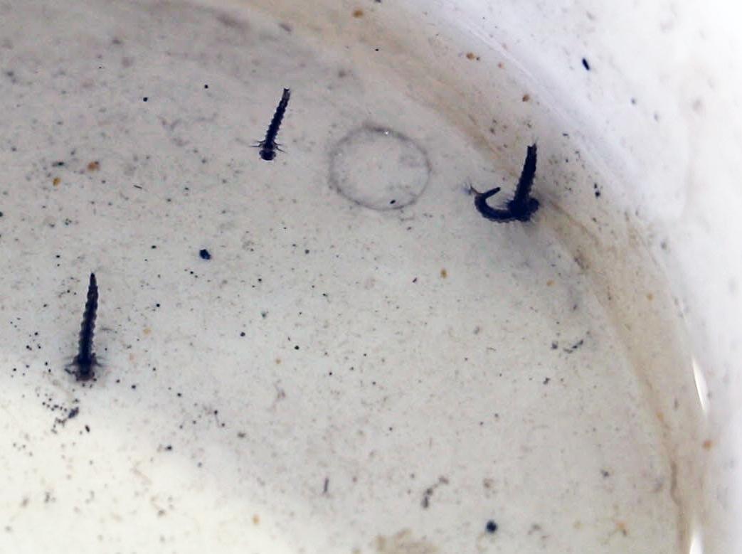 A simple way you can stop mosquitoes from hatching | City of Winnipeg
