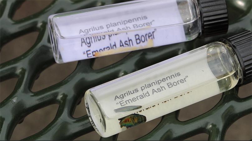 Hundreds of tree injections being used to target emerald ash borer ...